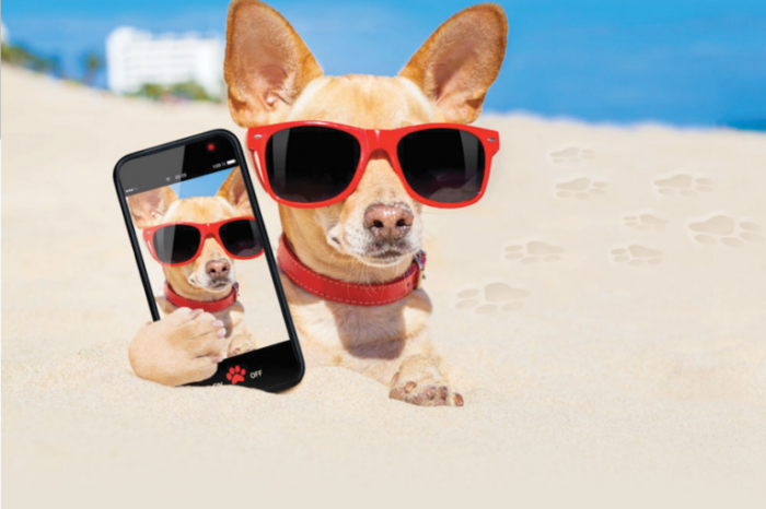 Conoce las apps de hospedaje para perros y mascotas en general en México